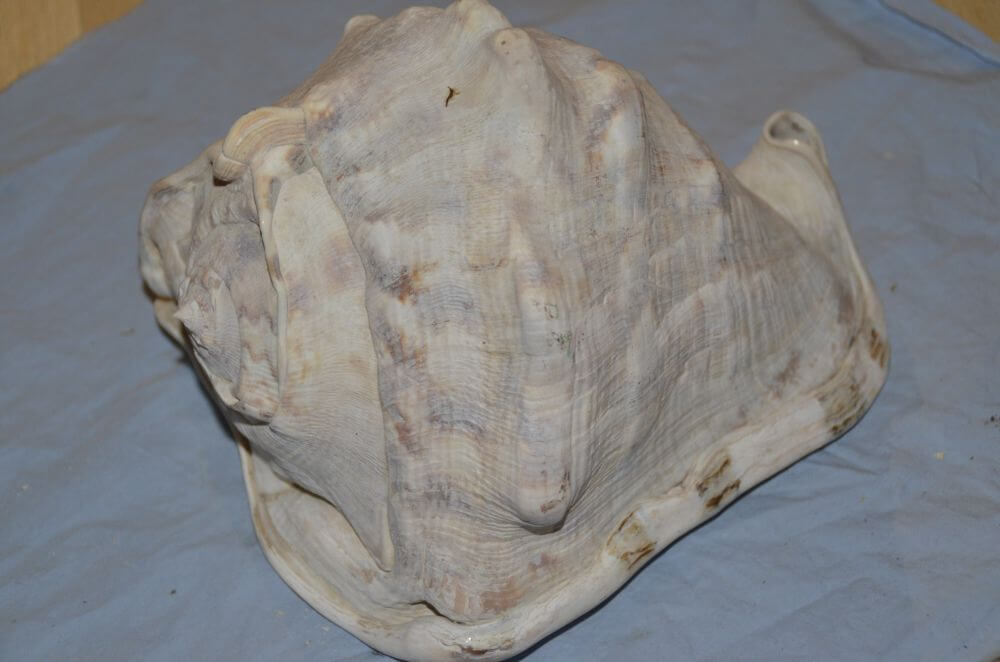 Large Vintage Shell - Chi Ball WP